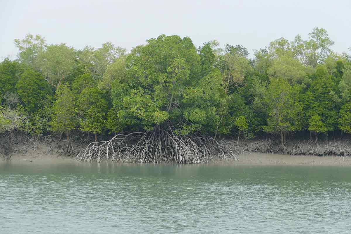 Coastal areas witness strong winds as Amphan heads for the Sundarbans